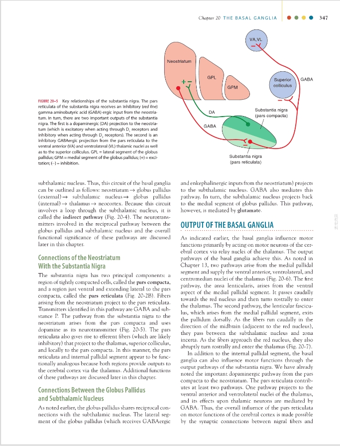 Brain Bee国际赛备赛书籍——《Essential Neuroscience》 - Brain Bee竞赛