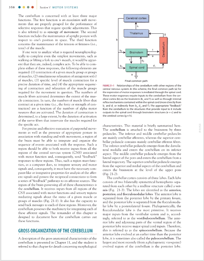 Brain Bee国际赛备赛书籍——《Essential Neuroscience》 - Brain Bee竞赛
